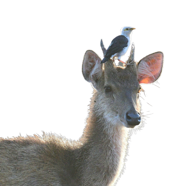 Balai Besar Taman Nasional Bukit Barisan Selatan – The Jewels of Sumatera